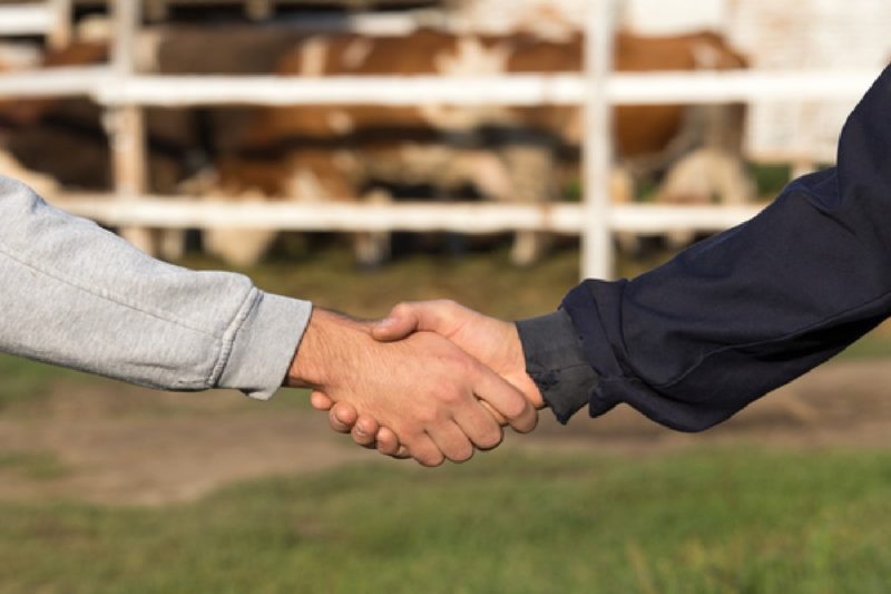 Agistment Agreements - What You Need to Know | Morgan English Lawyers